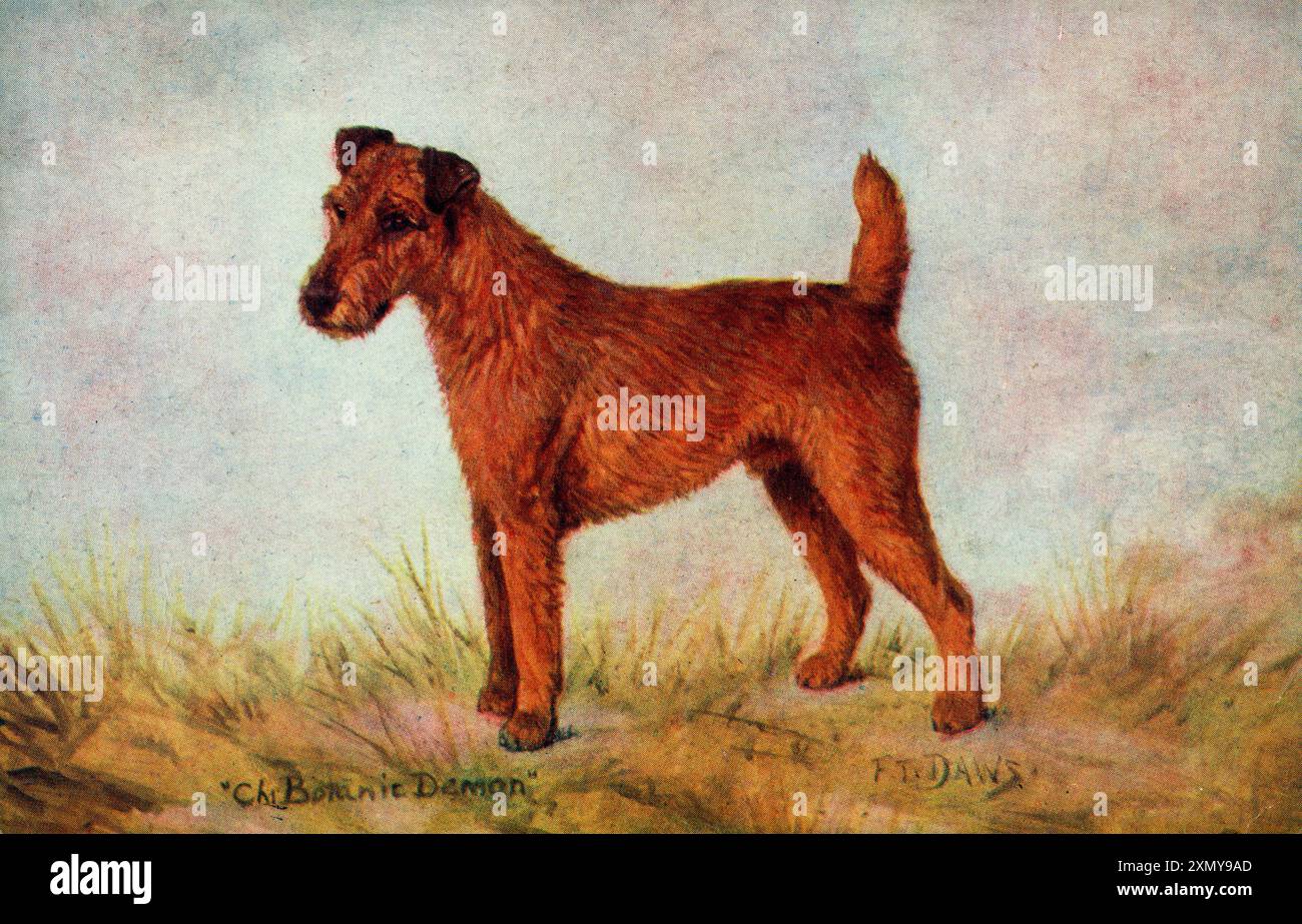 Champion Irish Terrier - Ch. Botanic Demon Stock Photo - Alamy