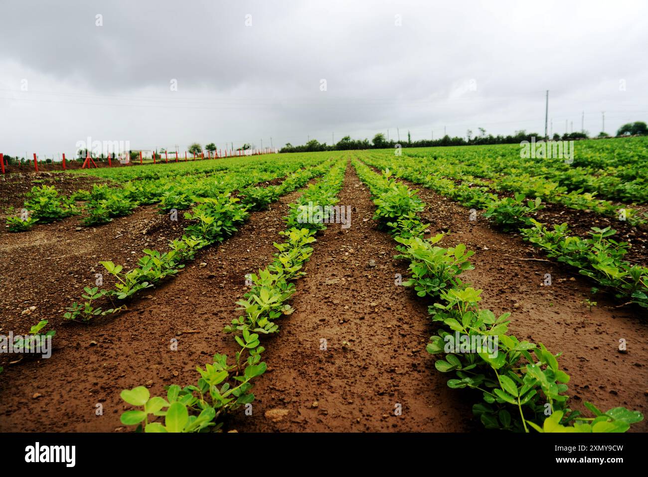 The striking stock picture exhibits vibrant green groundnut plants ...