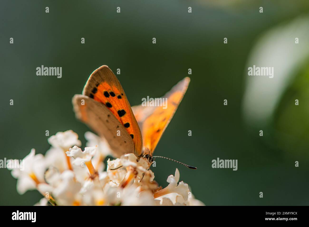 Copper antenna hi-res stock photography and images - Alamy