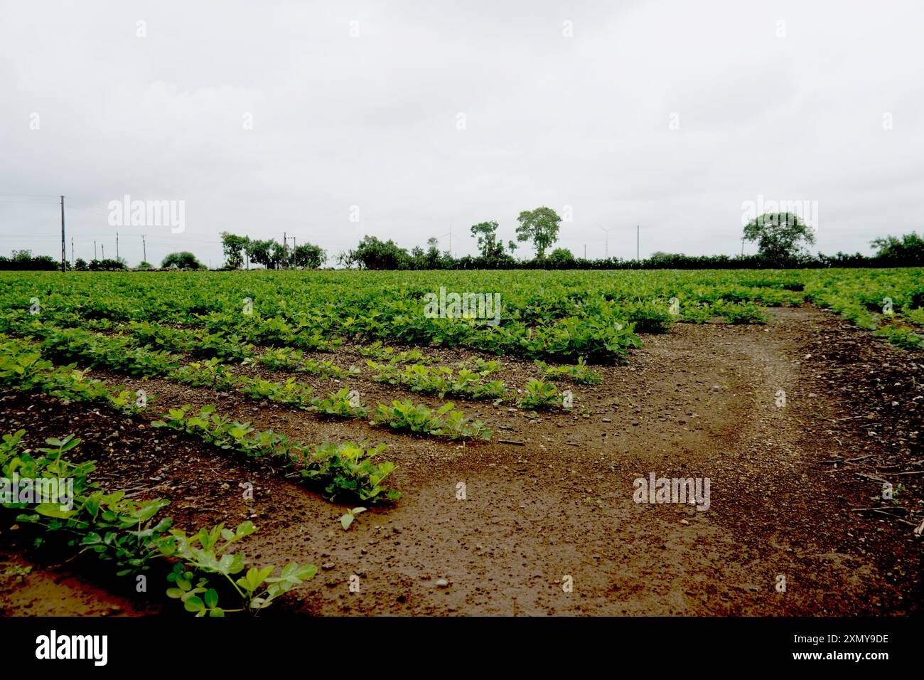 The impressive stock image displays lush green groundnut plants ...