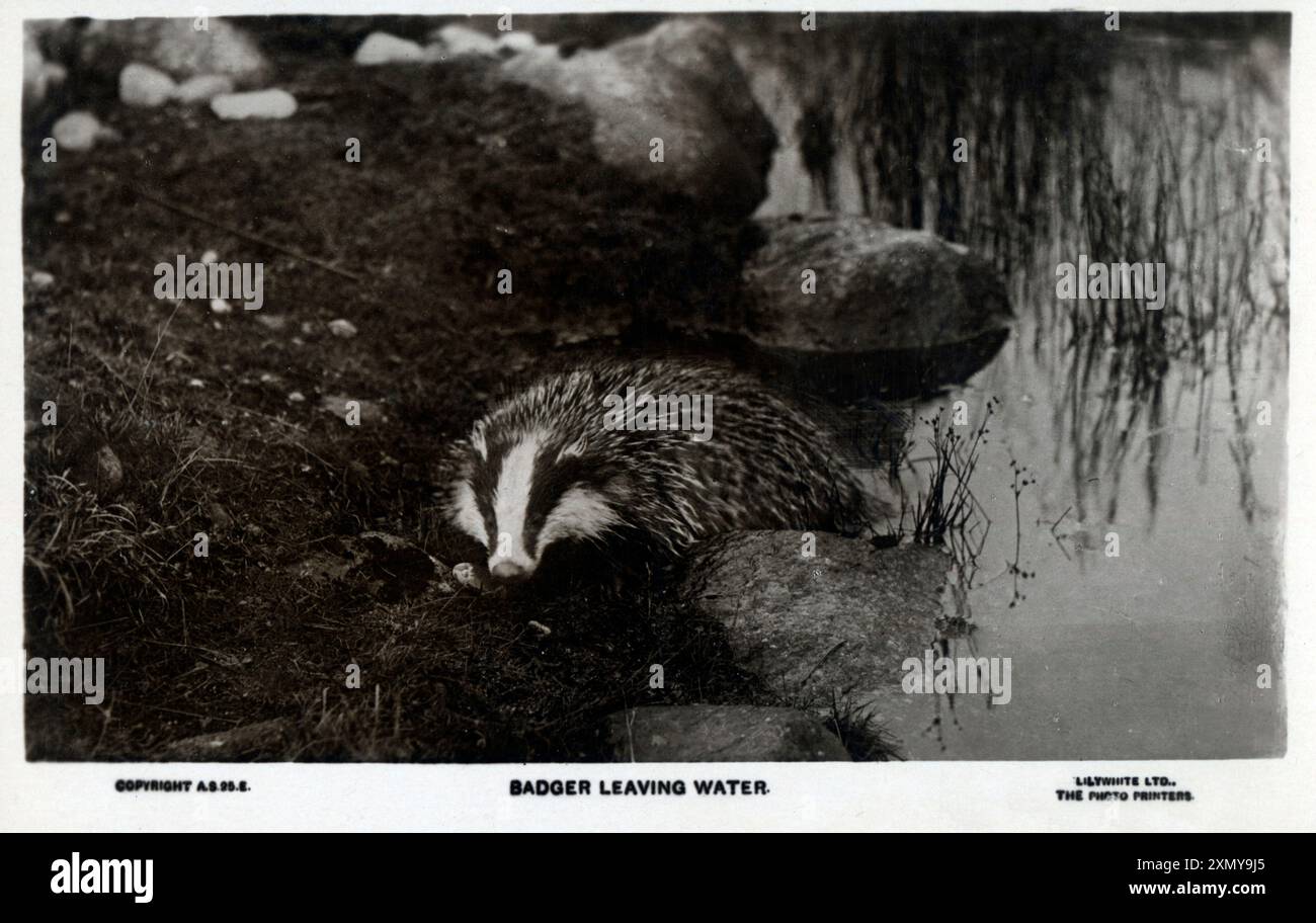 A Badger leaving water Stock Photo - Alamy