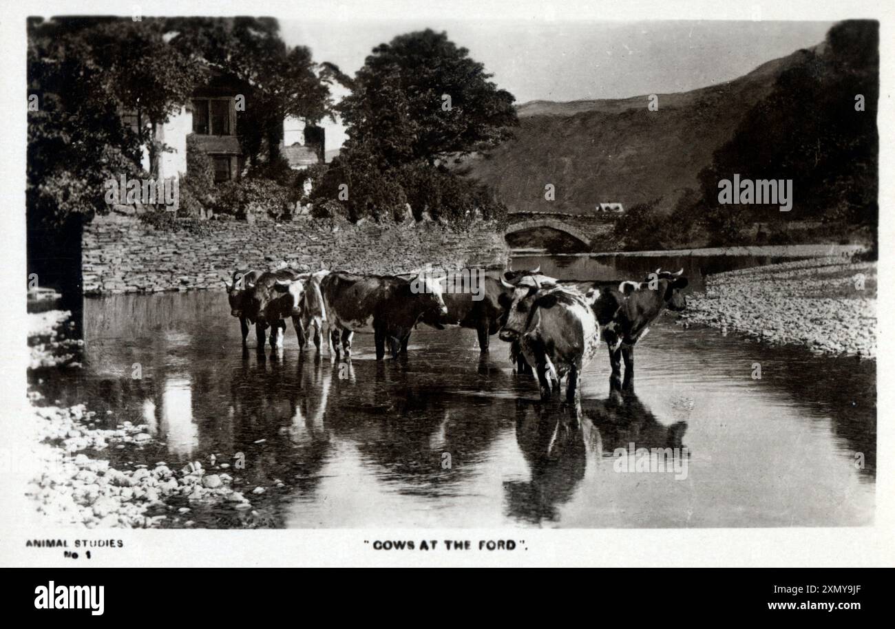 Cows at the Ford Stock Photo - Alamy