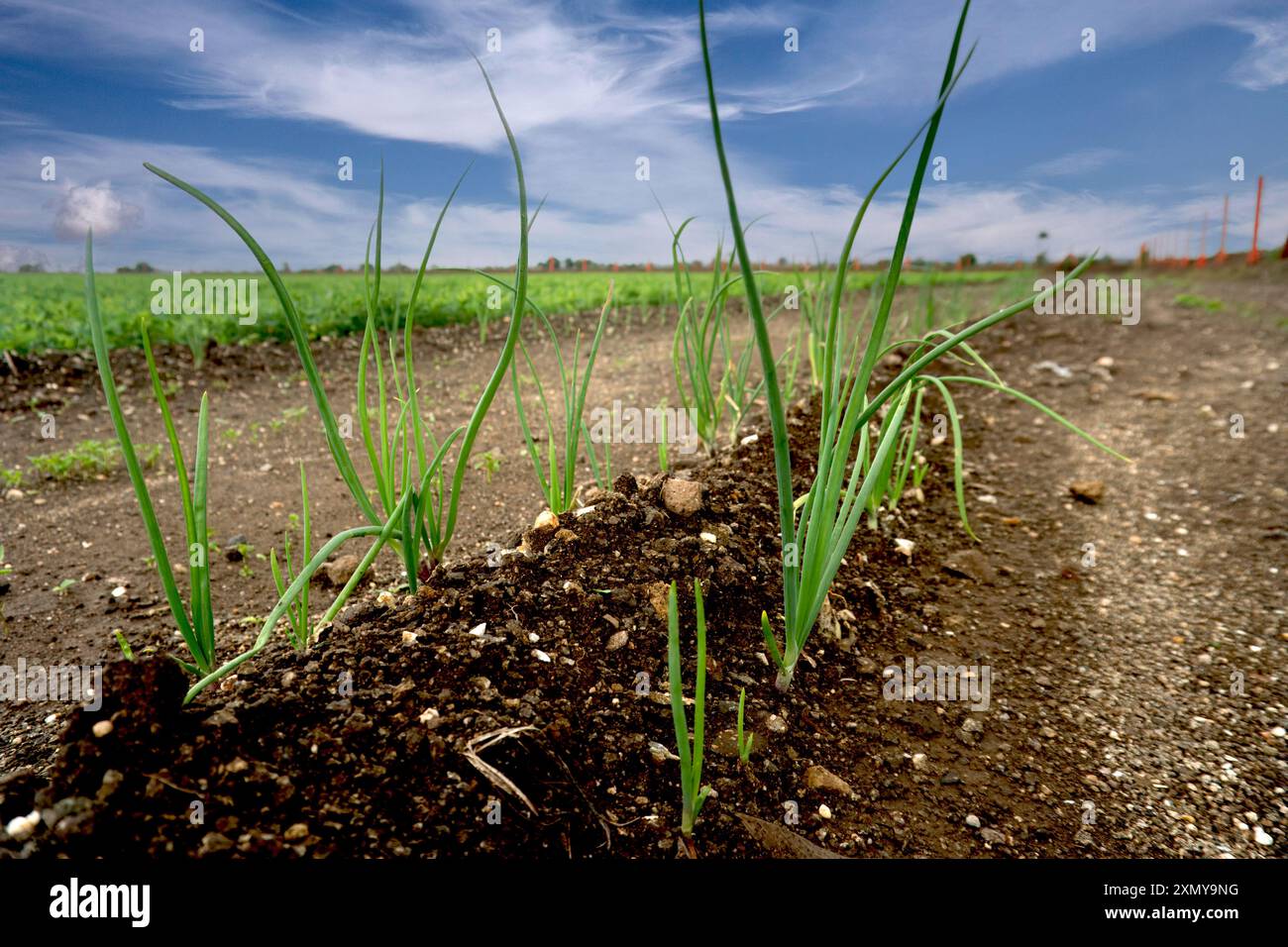 This image depicts the core of sustainable farming, showcasing young ...