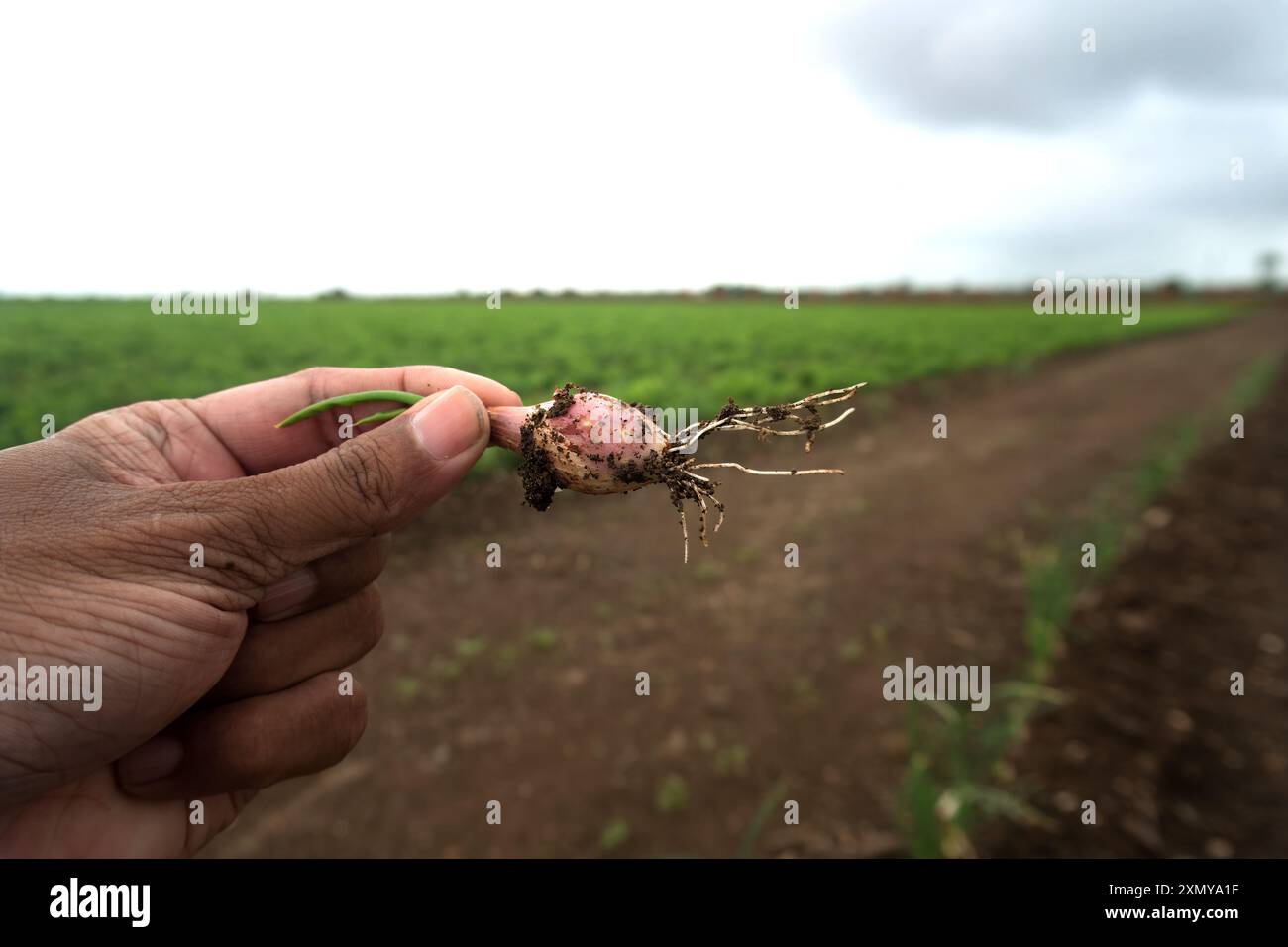An intimate view portraying the fundamental aspects of agriculture ...