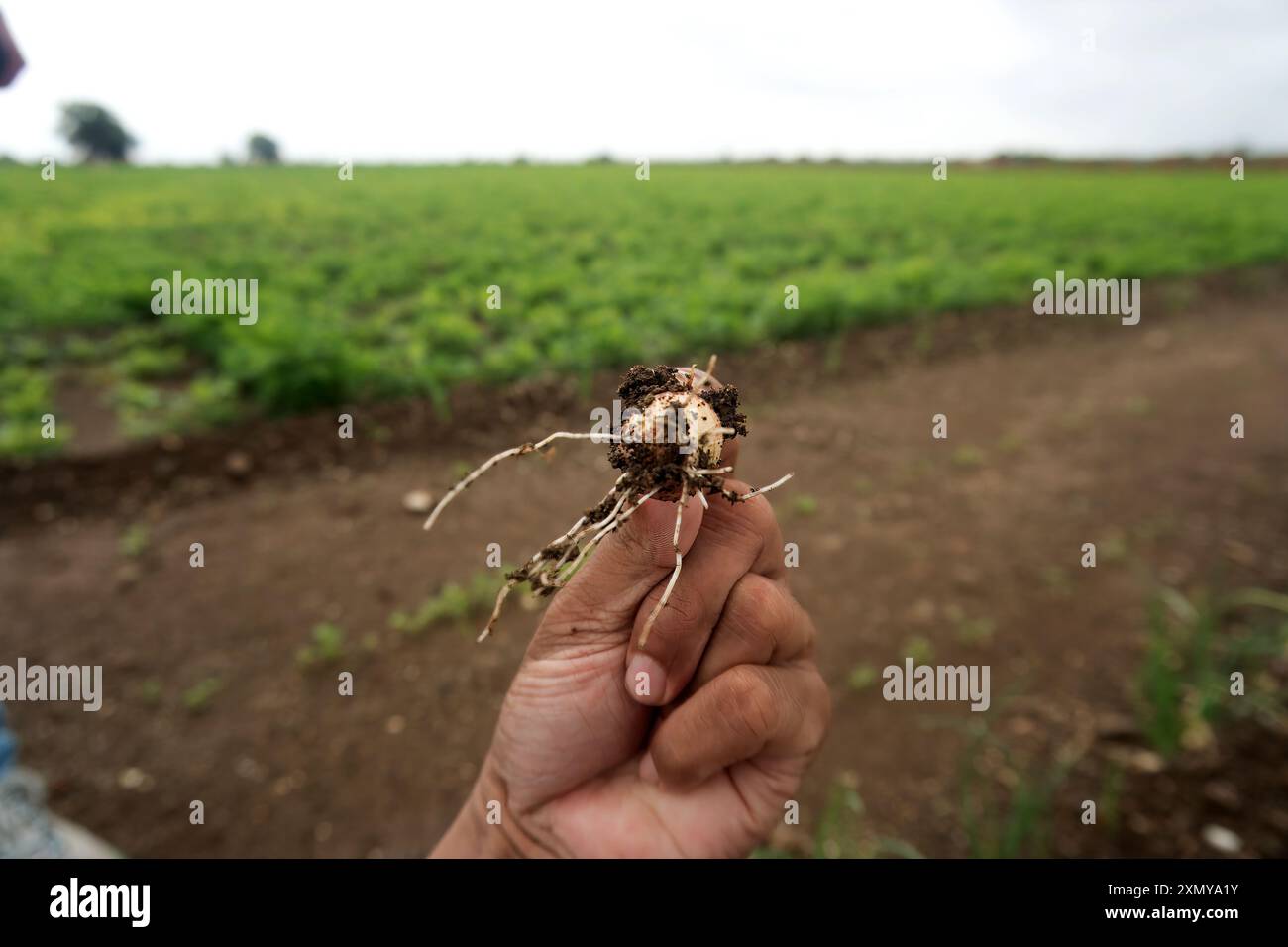 An up-close image showcasing the core of agriculture, with fresh onion ...