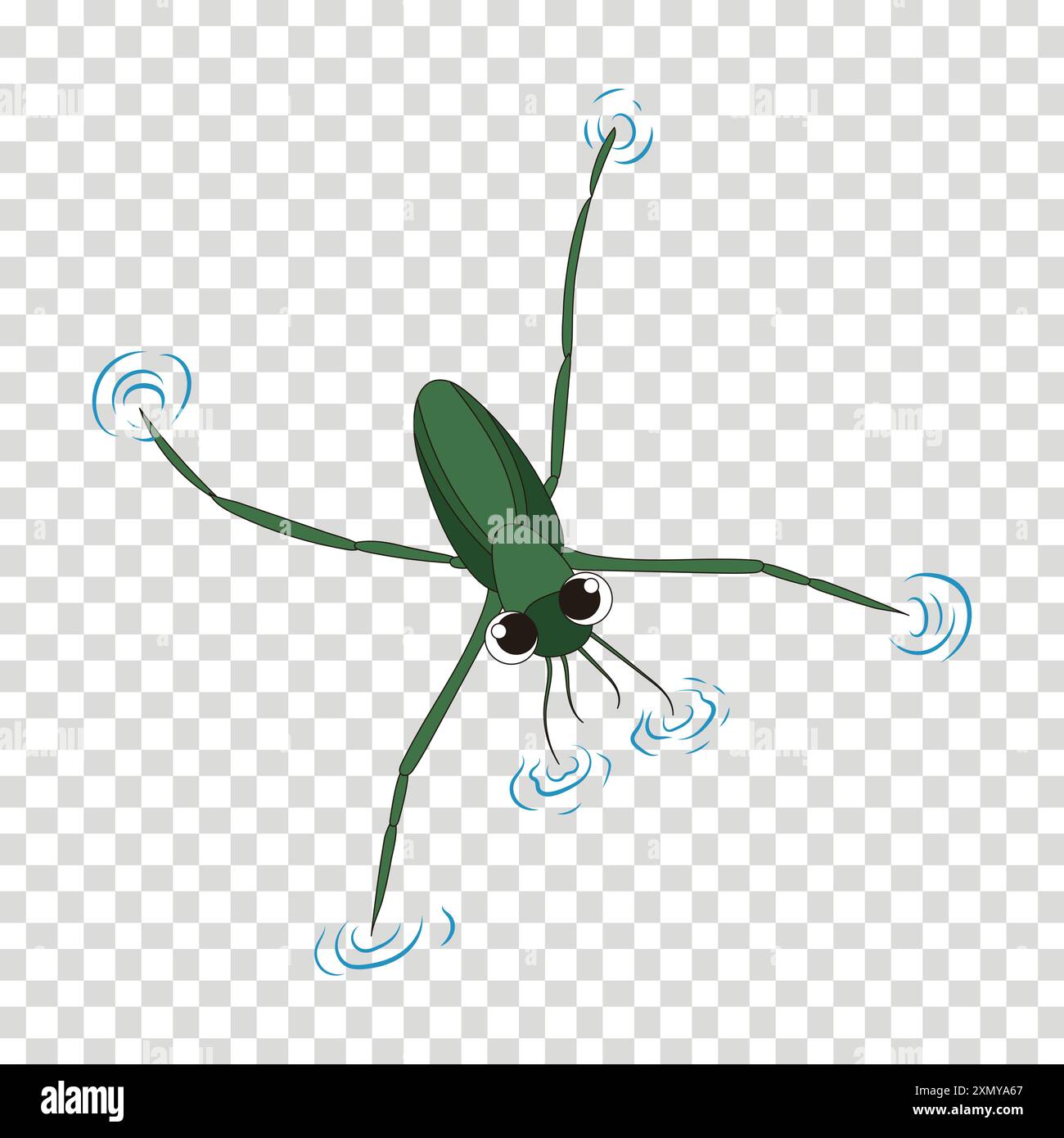Green Water striders floating on water Stock Vector Image & Art - Alamy