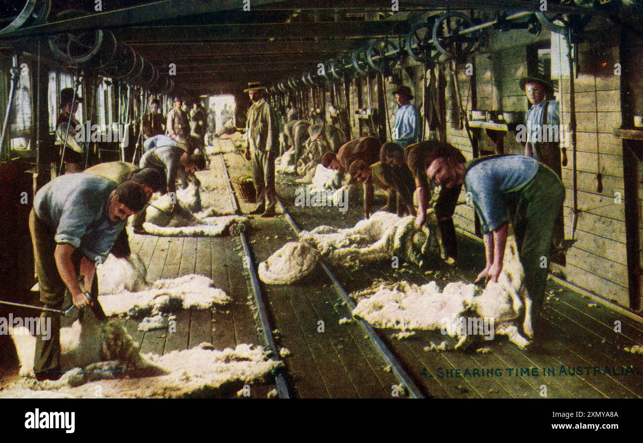 Shearing Sheep in Australia Stock Photo - Alamy