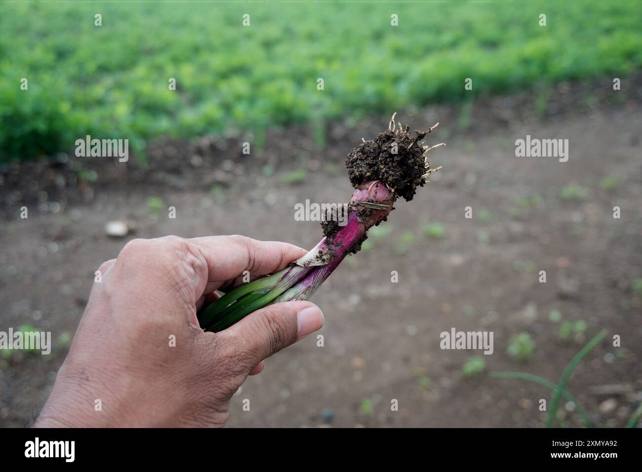 Leafy components hi-res stock photography and images - Alamy