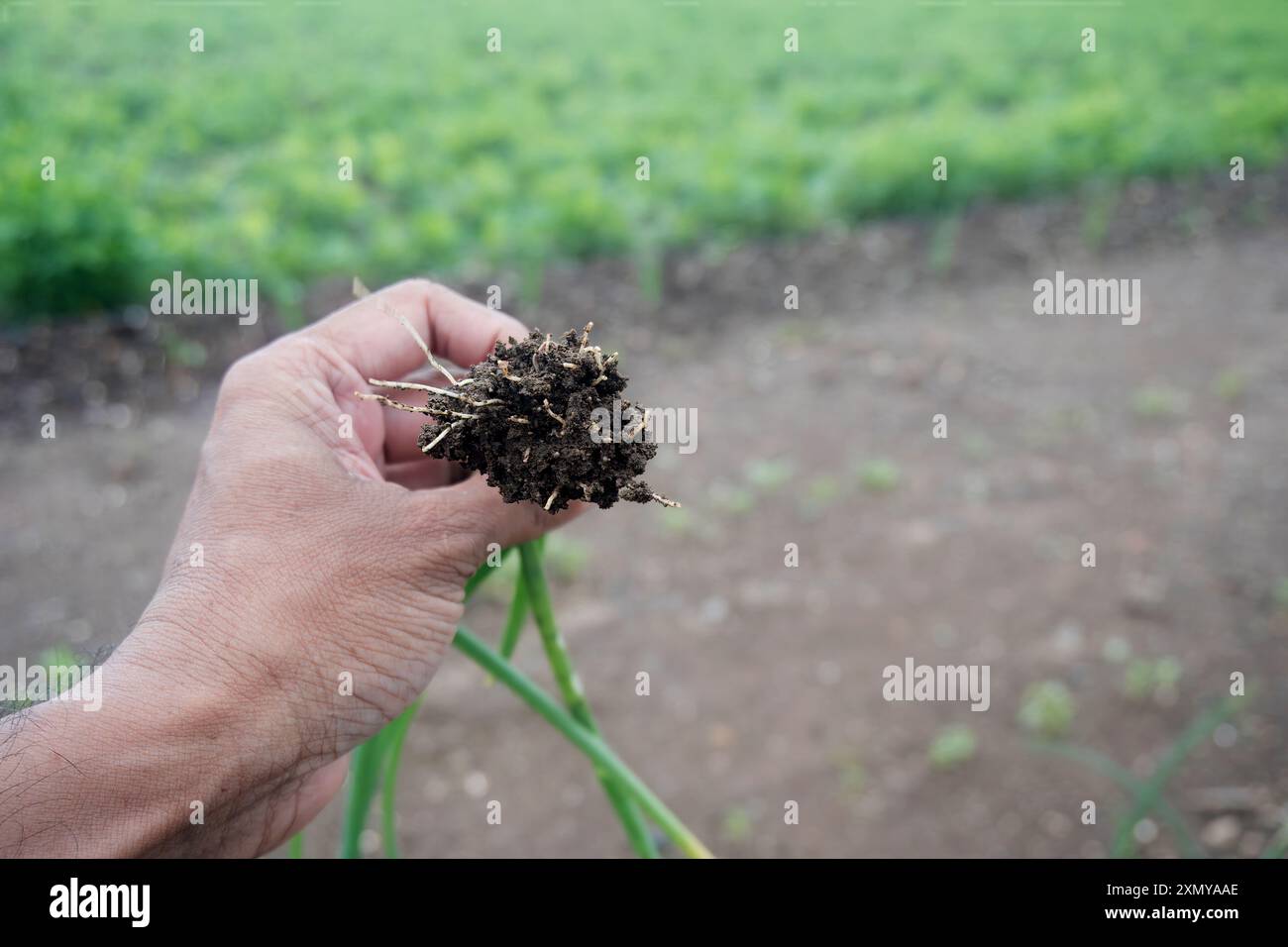 Showcasing roots emerging hi-res stock photography and images - Alamy