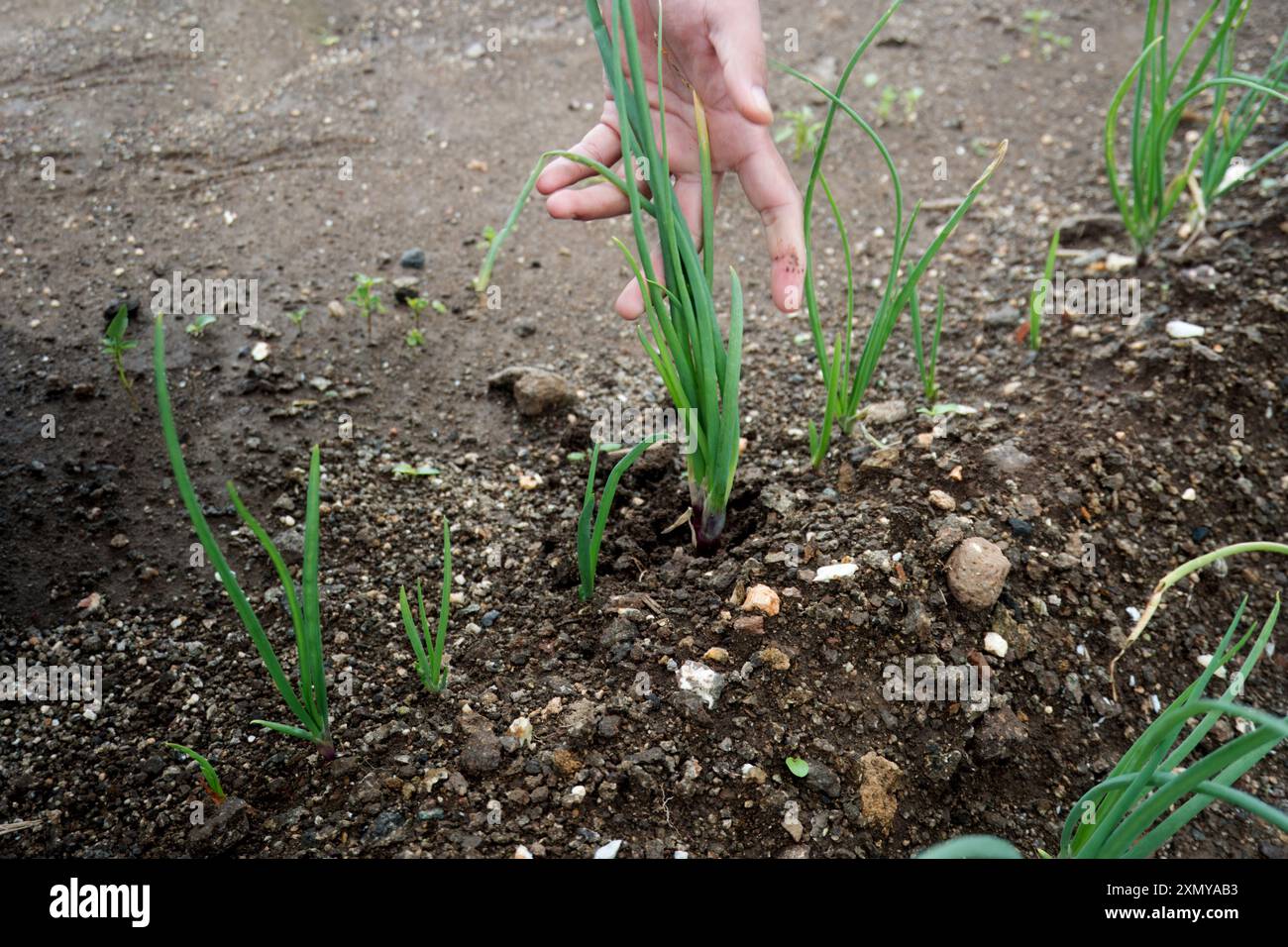 An intimate view capturing the essential elements of agriculture, with ...