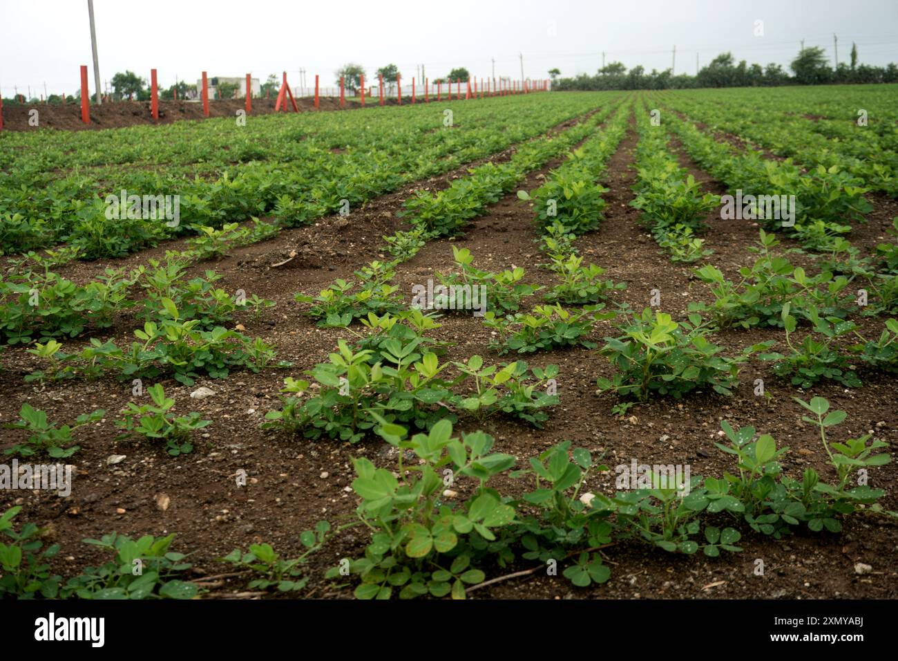 Lush green hue hi-res stock photography and images - Alamy