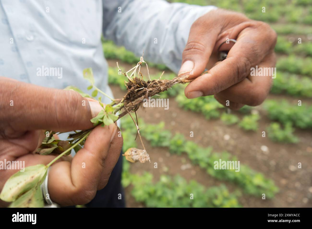 A close-up shot capturing the essence of agriculture with young crop ...