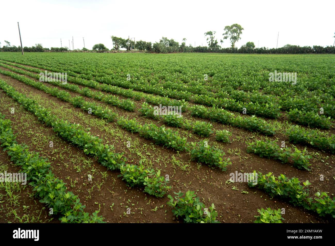 The impressive stock photo showcases lush groundnut plants stretching ...