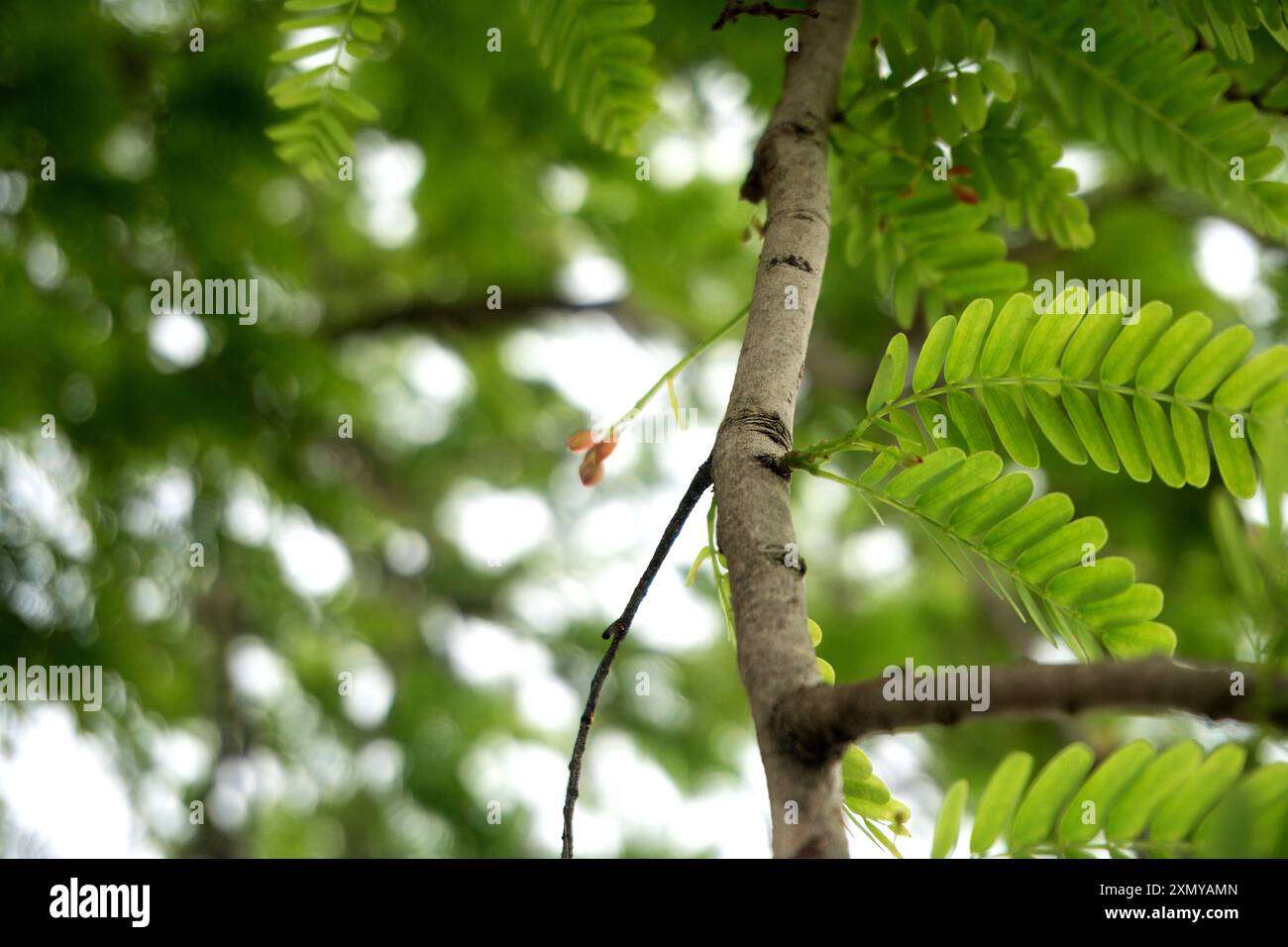 Embrace the splendor of the natural world with this breathtaking image ...