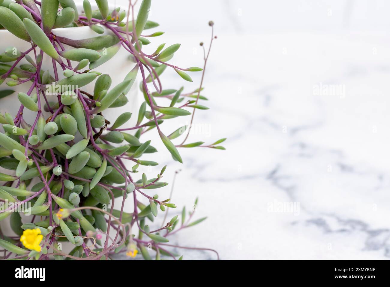 Closeup of Othonna capensis succulent trailing plant on white isolated ...