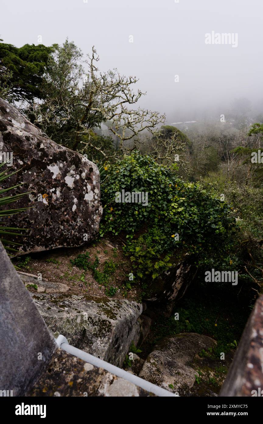 moss-covered boulders and tangled vines blend with the misty landscape ...