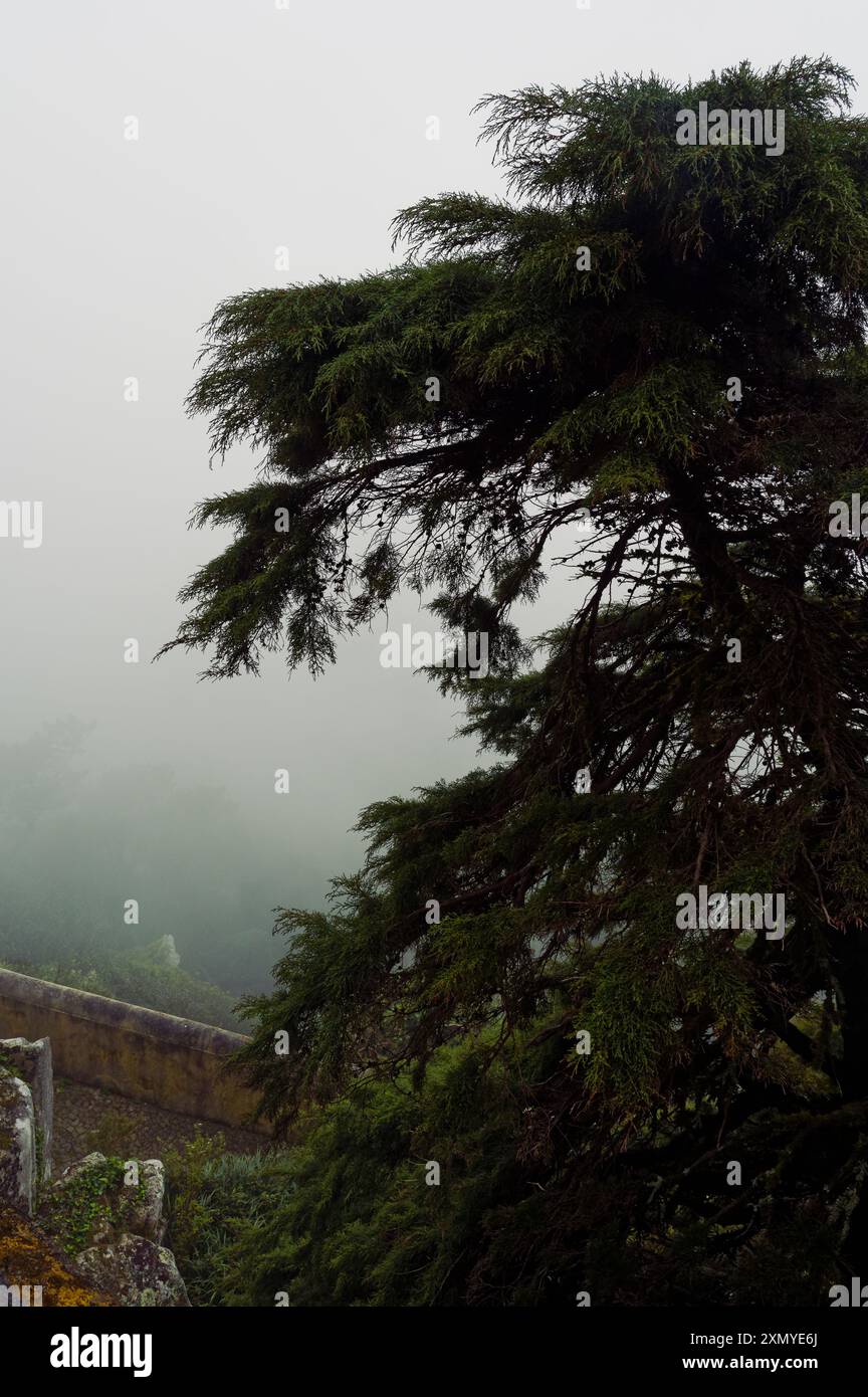 A lush evergreen tree stands against the misty backdrop of the Pena ...
