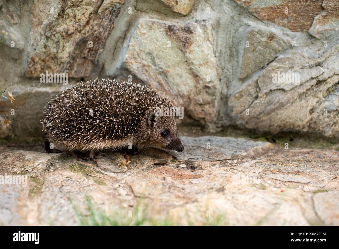 Hedgehog in a hedge hi-res stock photography and images - Alamy