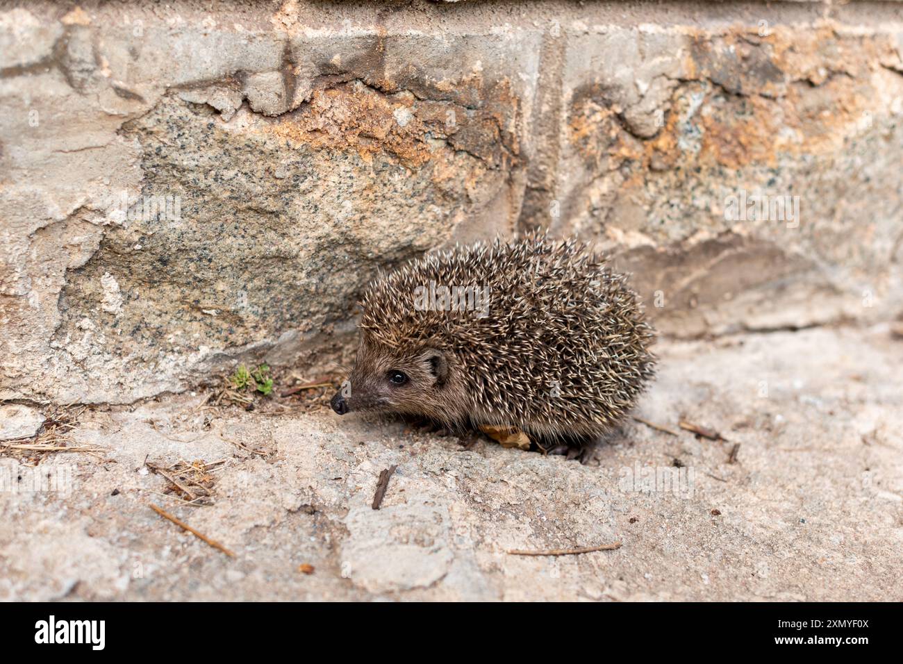 A small hedgehog walks in front of a stone fence. Profile view of the ...