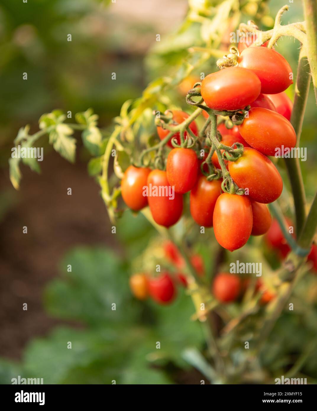 Hanging basked hi-res stock photography and images - Alamy