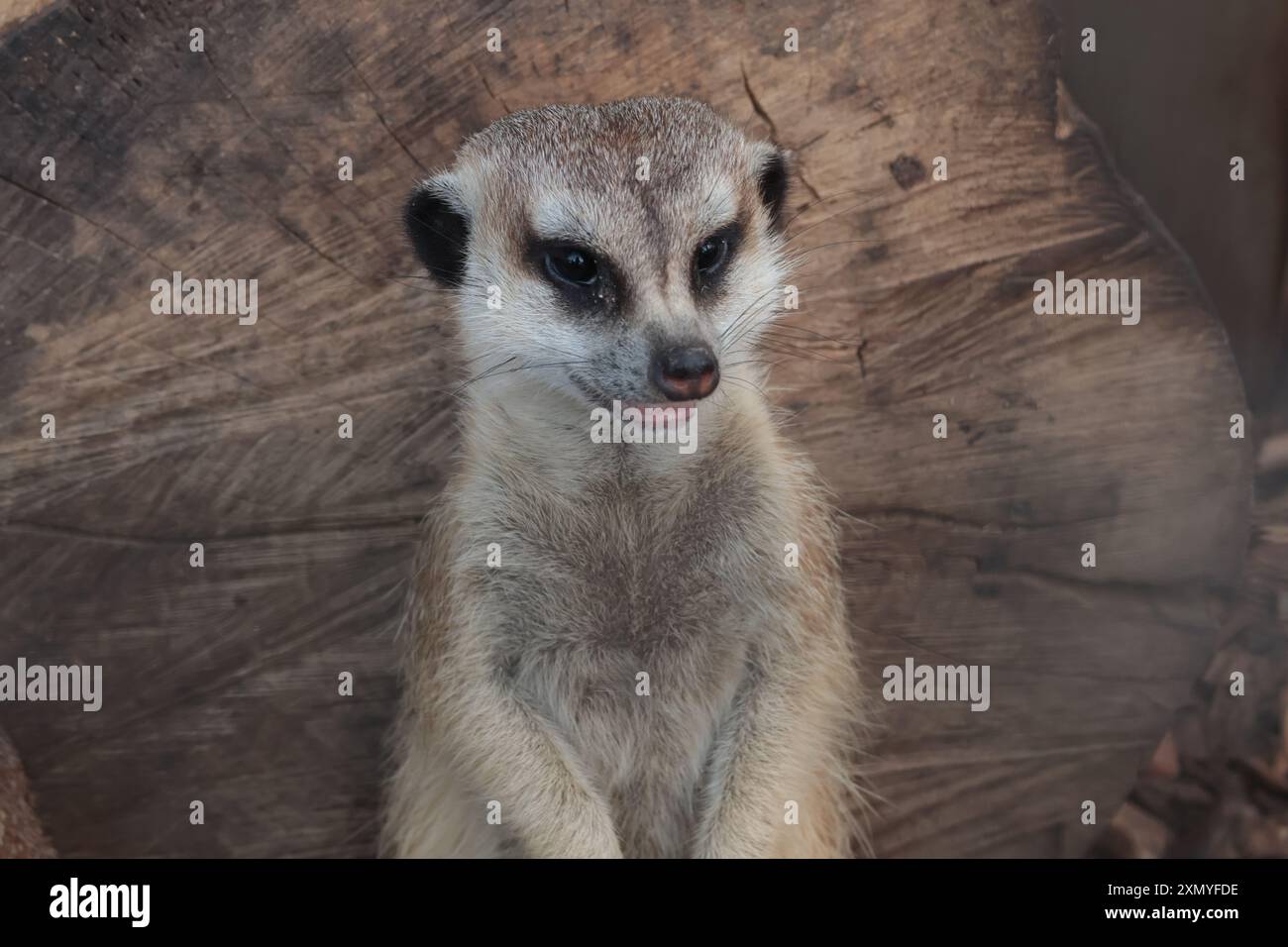 Cute meerkat standing and watching warily. Animals and habits. Zoo in ...
