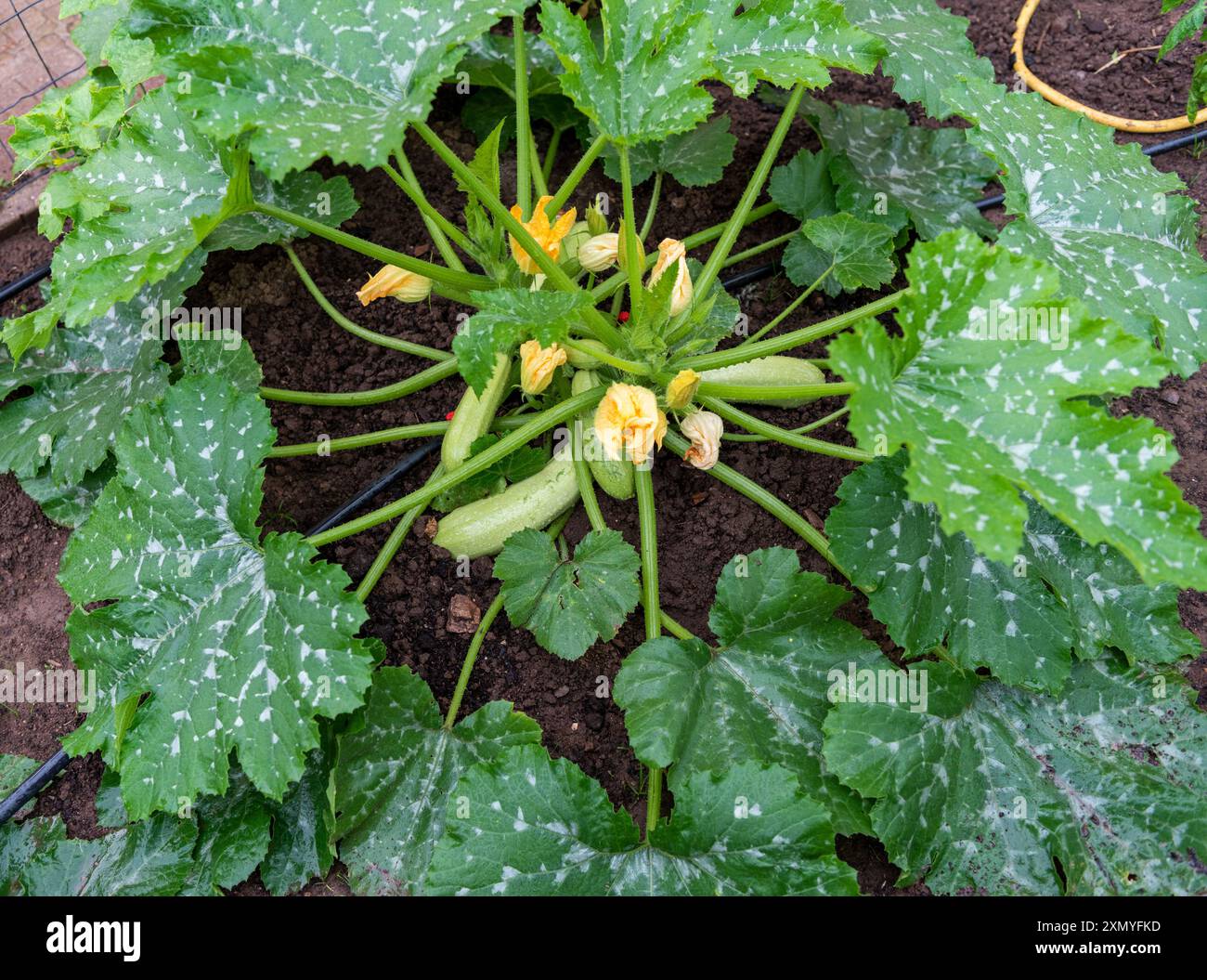 Young and fresh zucchini plant in a vegetable garden - watered with an ...