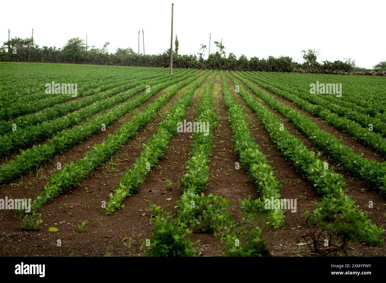 The stunning stock picture showcases thriving groundnut plants ...