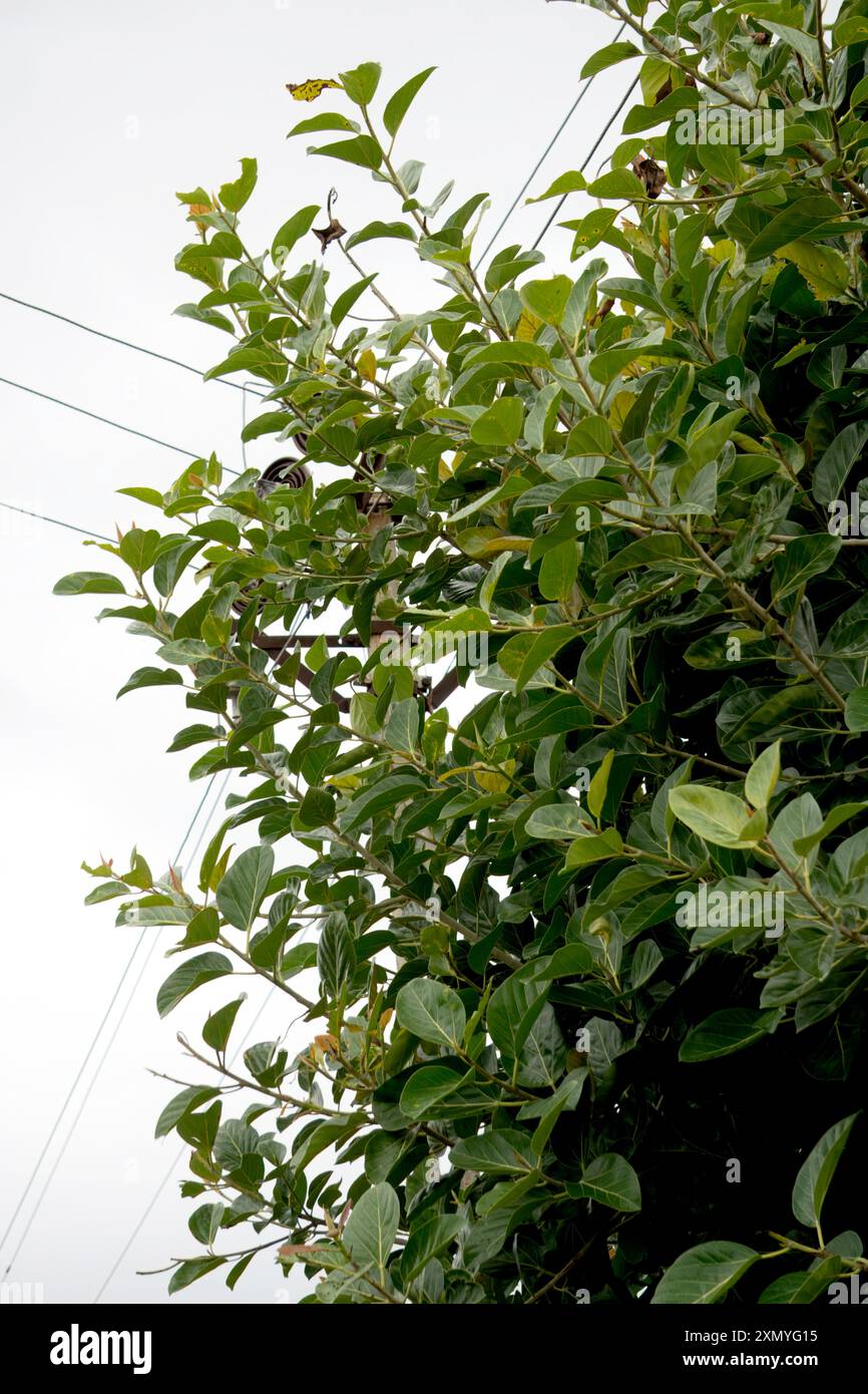 Appreciate the beauty of nature with this stunning photograph of a lush ...