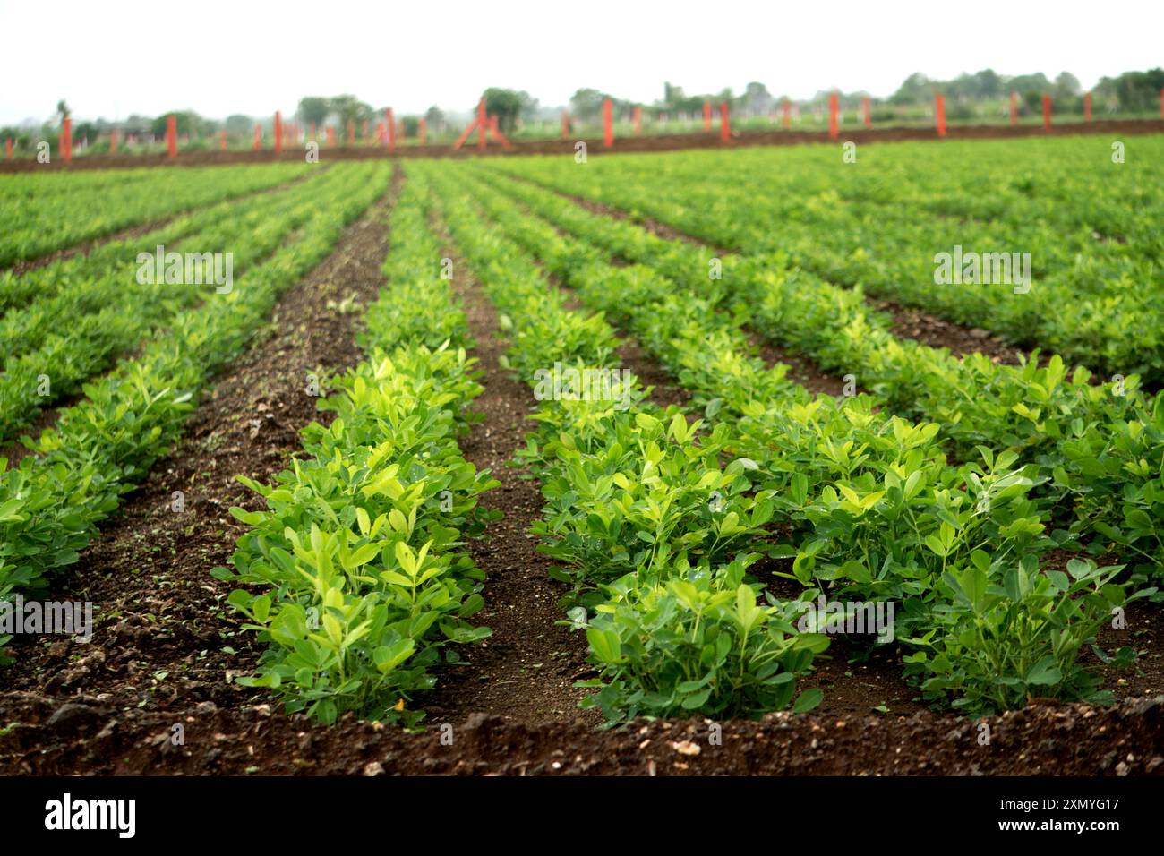 The mesmerizing stock photo showcases thriving peanut plants spreading ...