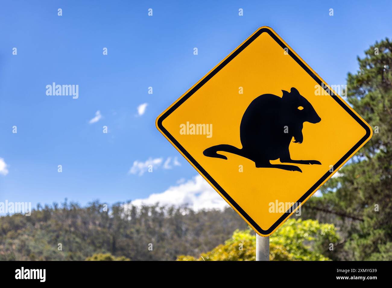 Yellow and black animal road sign in Tasmania, Australia, with forest ...