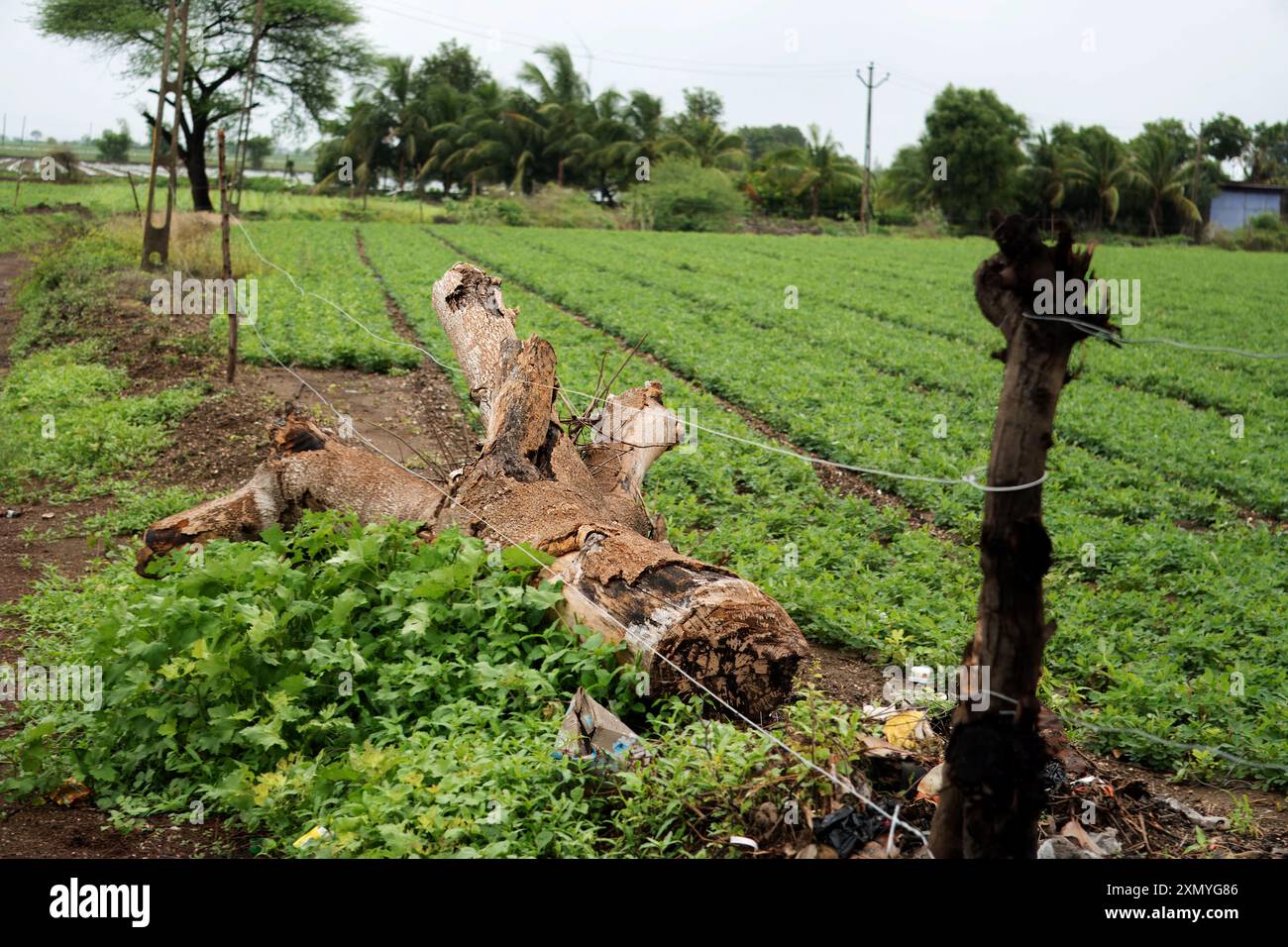 Lush green crops stretch across this fertile farmland, interrupted by ...