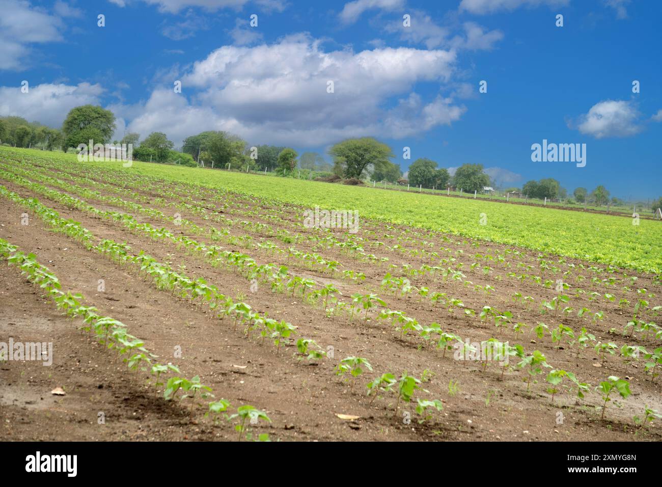 Explore the essence of sustainable agriculture through this mesmerizing ...