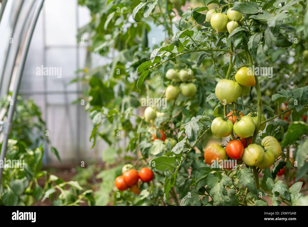 Young tomato plants with green and red fruits in a greenhouse Stock ...