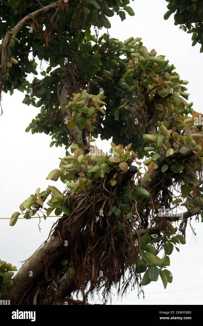 Root system intertwined hi-res stock photography and images - Alamy