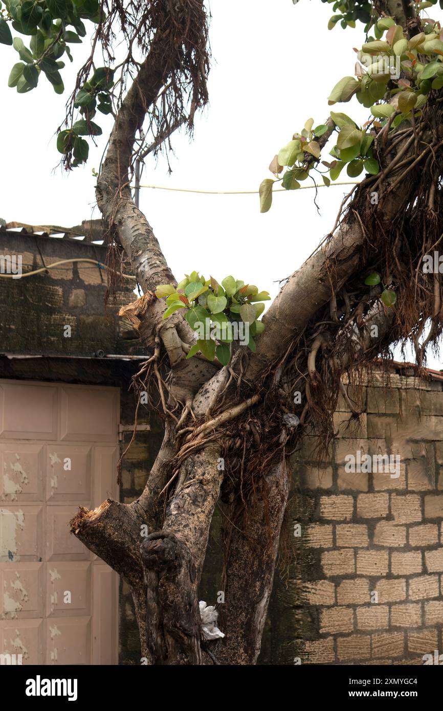The flourishing tree's vibrant green canopy, with its complex root ...
