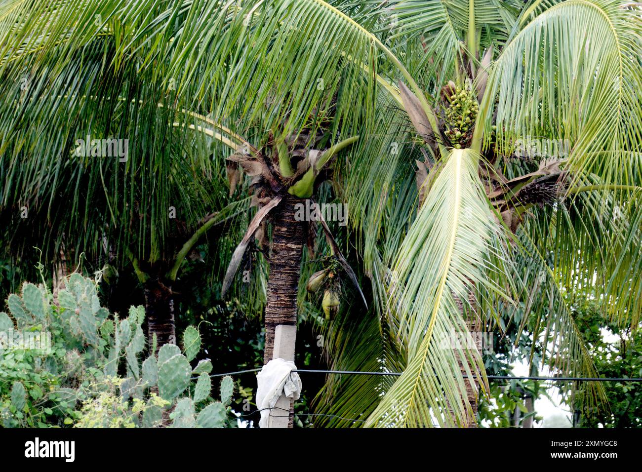 A dynamic coconut palm tree stands proudly amidst a blurred setting ...