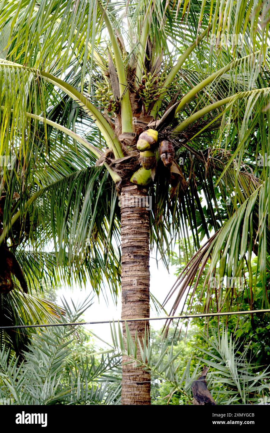 Coconut tree, tropical, green coconuts, lush fronds, textured trunk ...