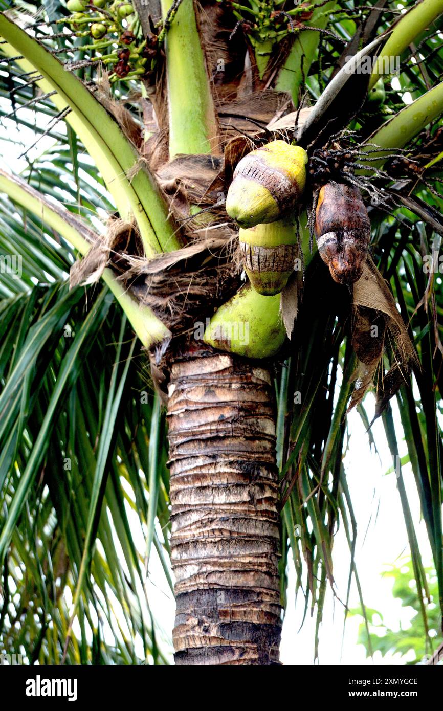 Lively tree abundant leaves stands hi-res stock photography and images ...