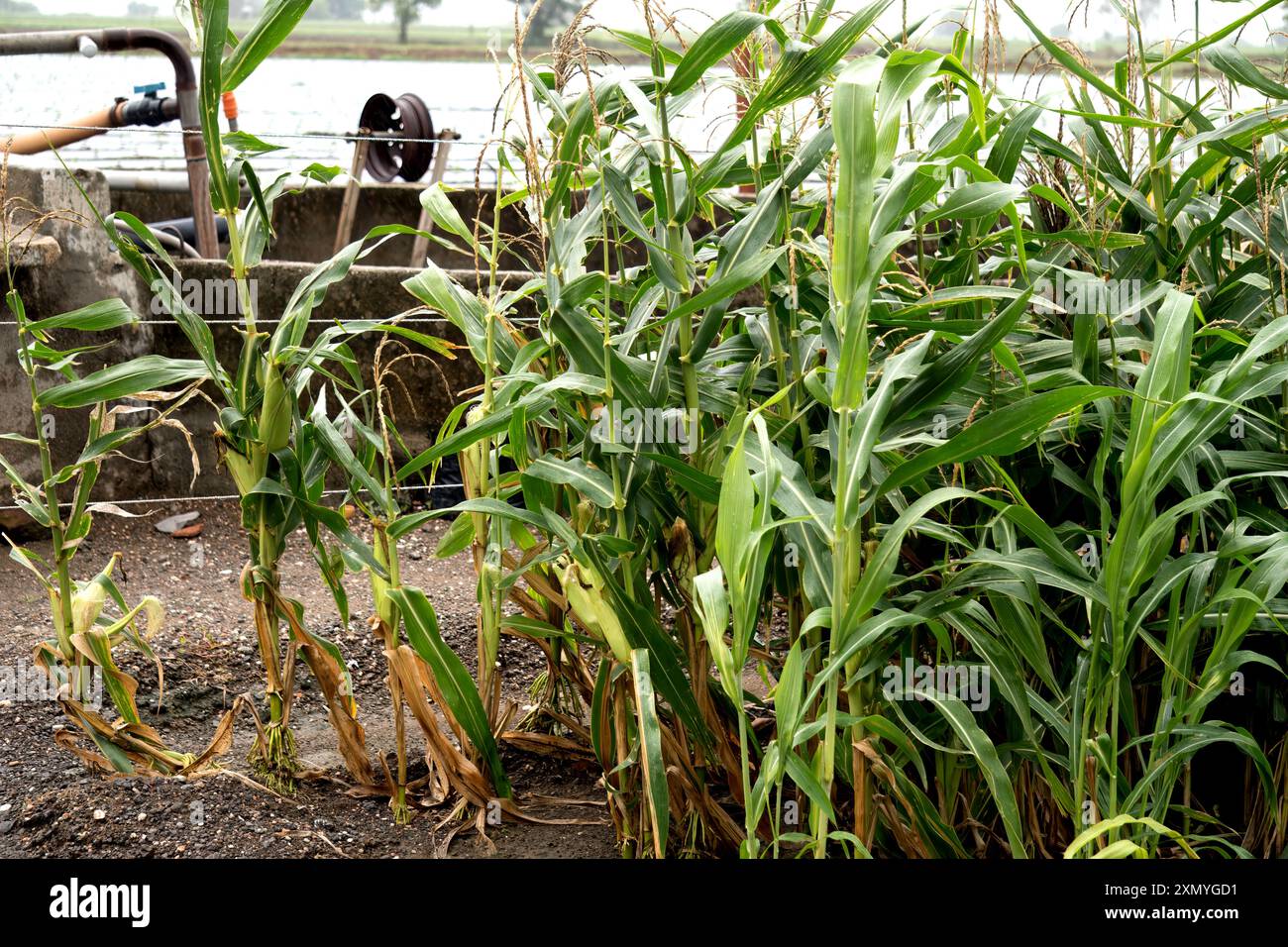 Blurred vegetation hints hi-res stock photography and images - Alamy