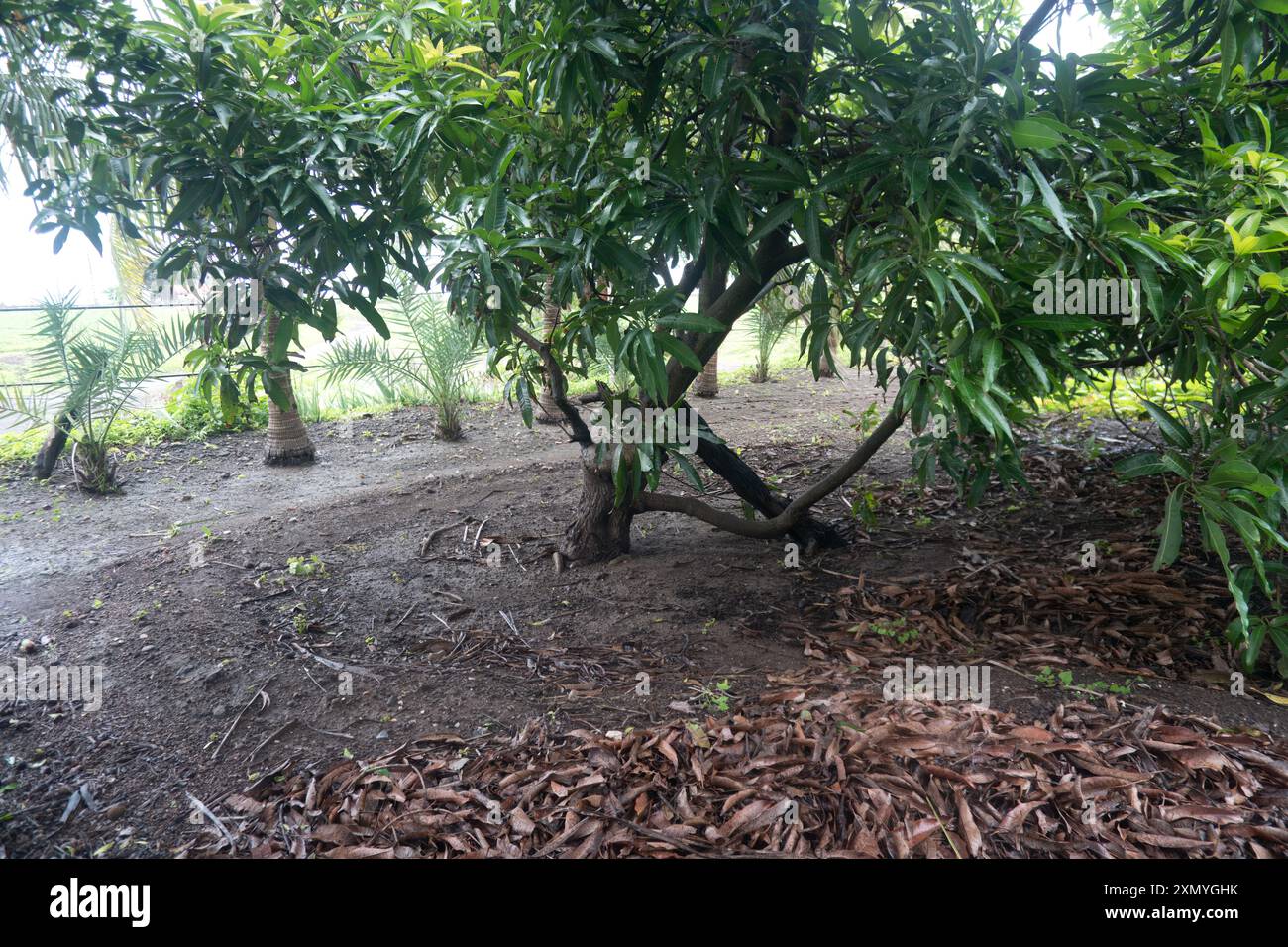 Discover the essence of nature's bounty with this vibrant image of a ...