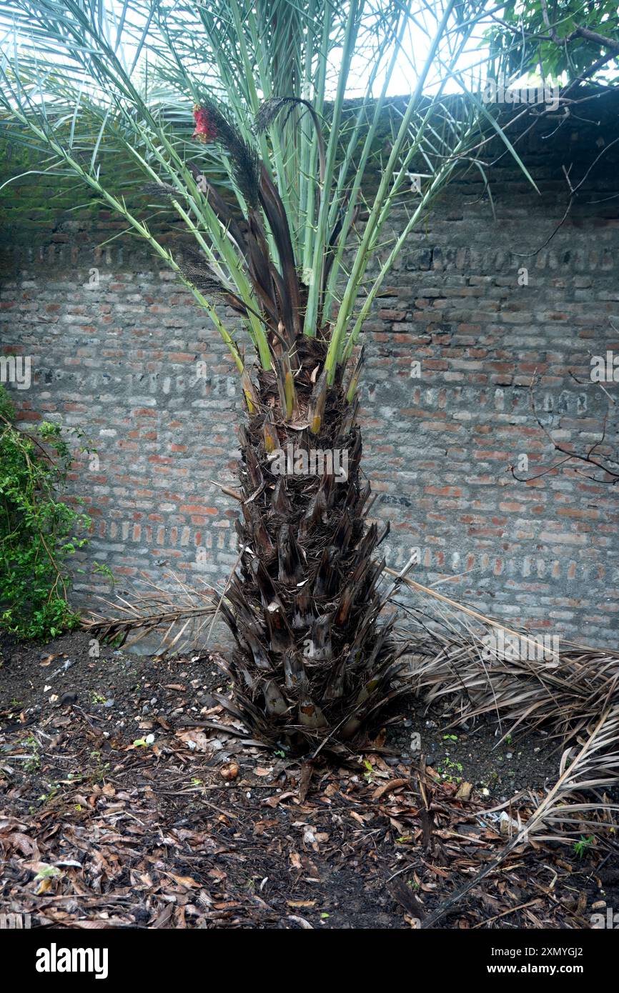 Tropical Palm Tree with Red Flowers Against Brick Wall Backdrop ...
