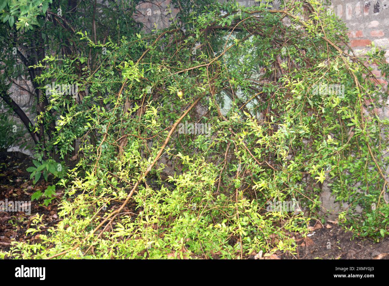 Untamed Garden Bush Against Brick Wall - Nature's Overgrowth, A vivid ...
