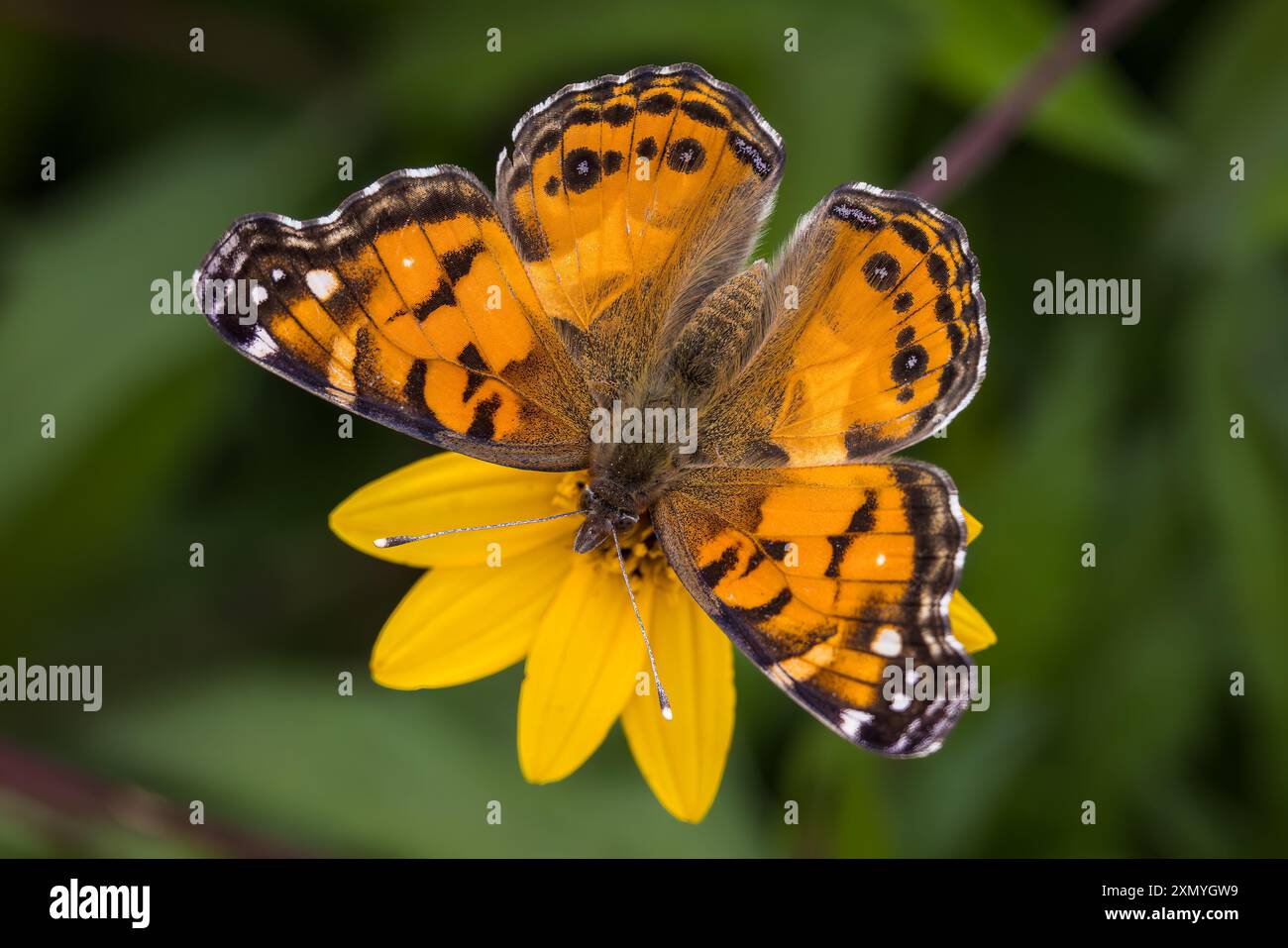 American lady butterflies hi-res stock photography and images - Alamy