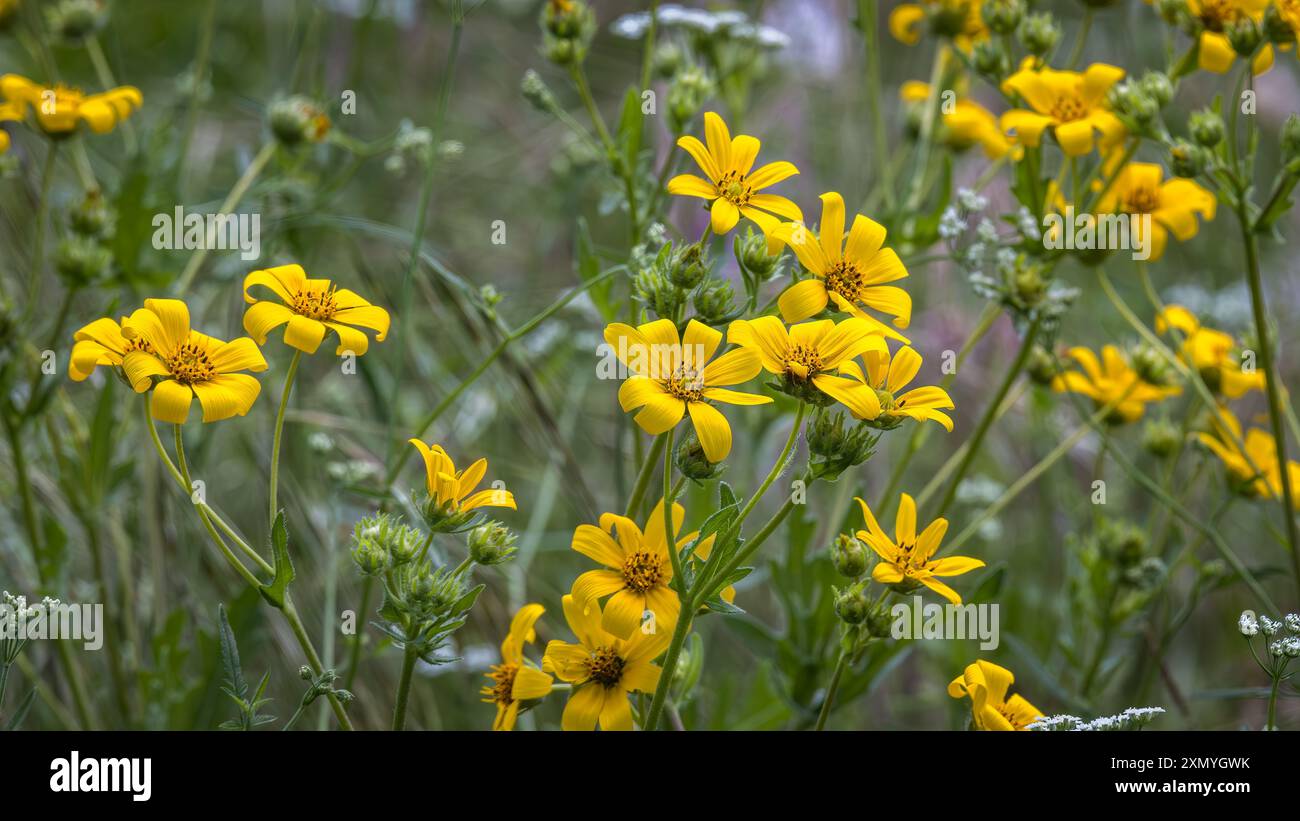 A Cluster of Engelmann Daisy in Bloom Stock Photo - Alamy