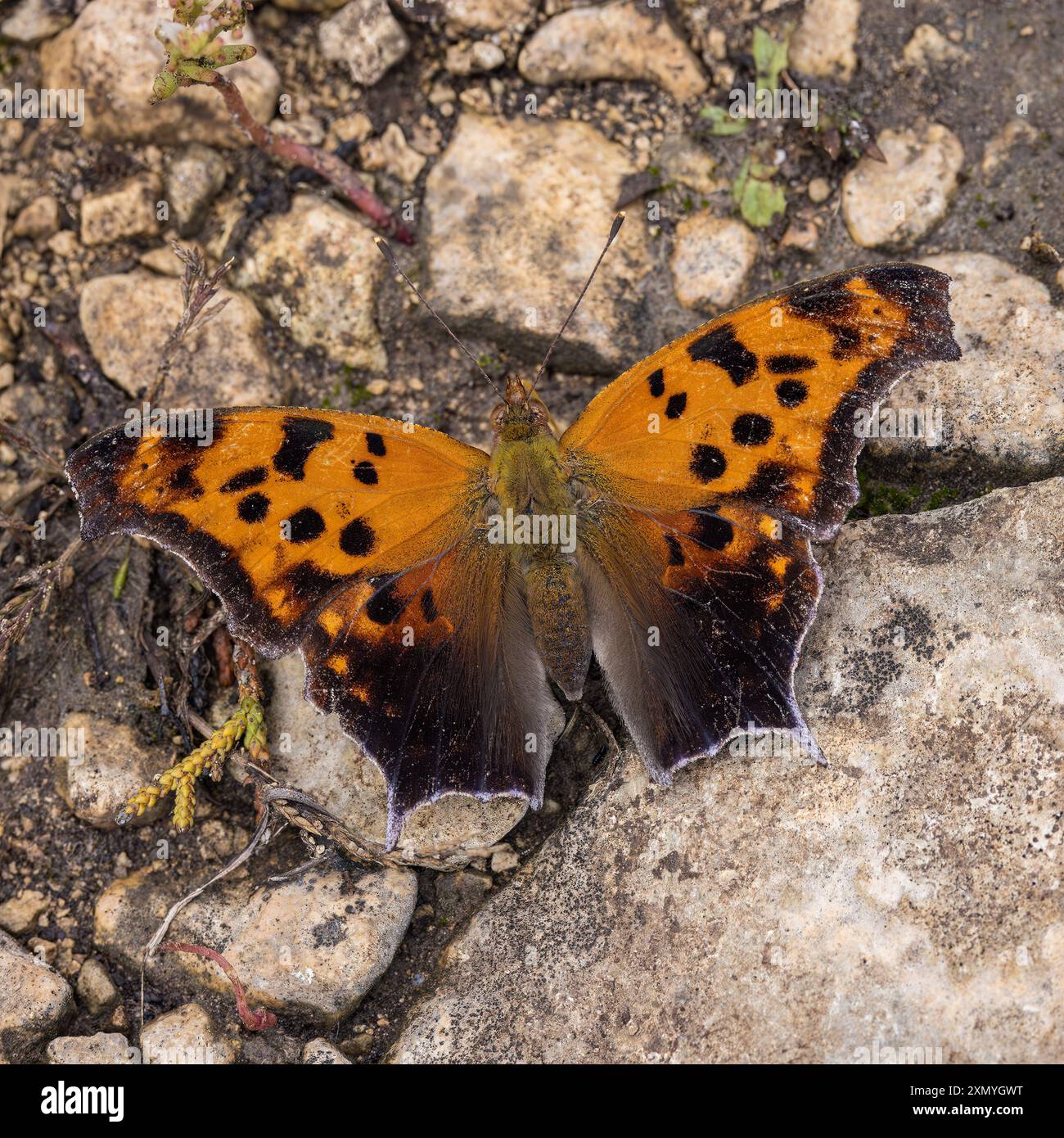 Question mark butterfly hi-res stock photography and images - Alamy
