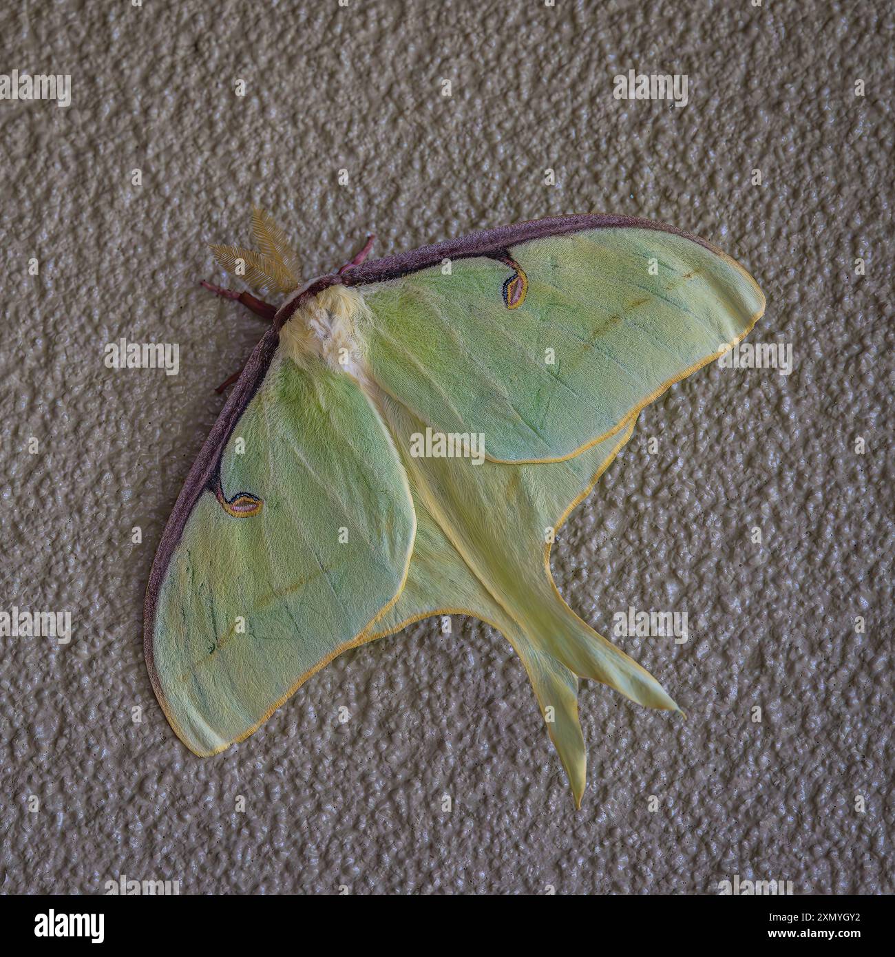 Luna Moth Drawn to Porch Light Stock Photo - Alamy