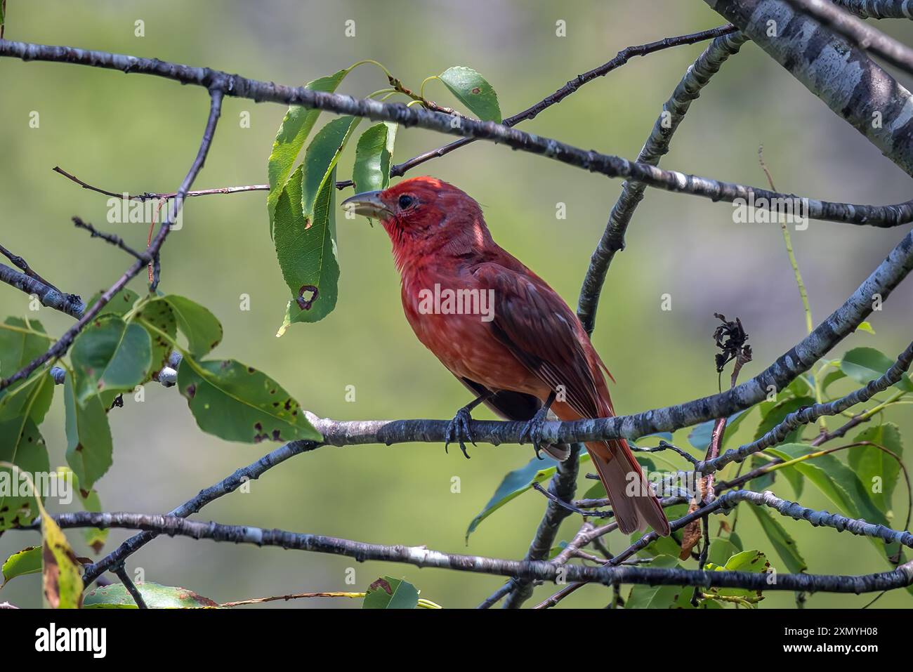 Summer Tanager Perched in Cherry Tree Stock Photo - Alamy