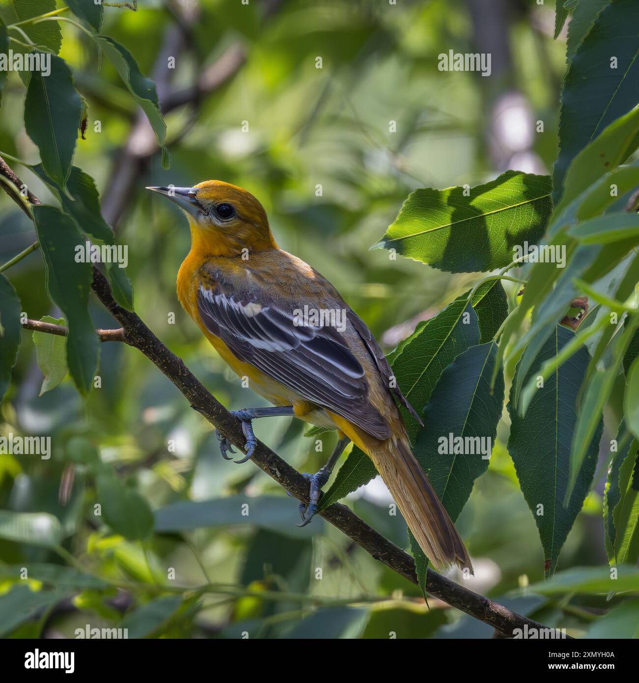 Female baltimore oriole bird hi-res stock photography and images - Alamy