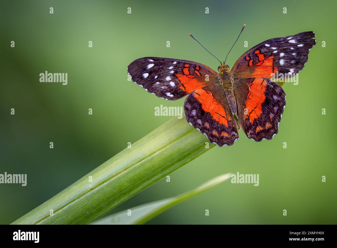 Center butterfly hi-res stock photography and images - Alamy