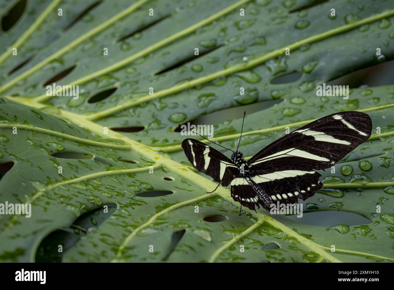 Center butterfly hi-res stock photography and images - Alamy